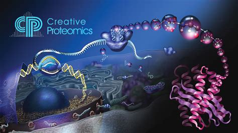Creativity At Its Finest Creative Proteomics Cytokine Assay Bags A