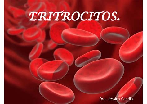 1 Fisiologia I Cap 33 J Eritrocitos Dra Jessica Candia Son las células más abundantes