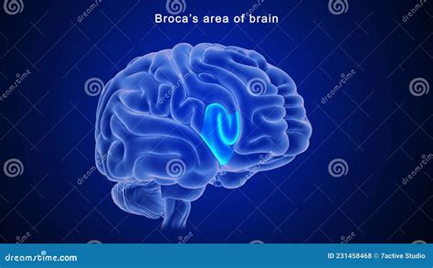 Broca Cartoons Illustrations And Vector Stock Images 65 Pictures To
