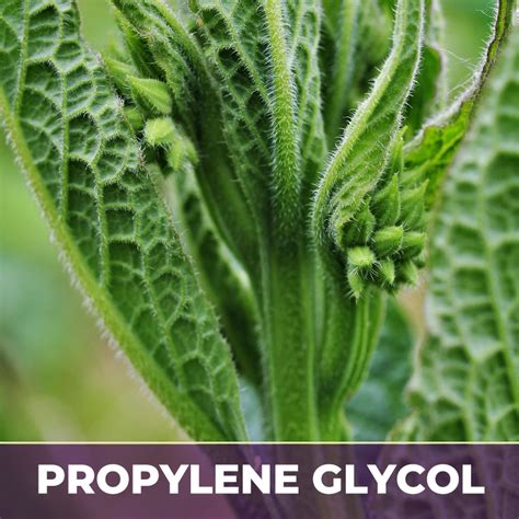 Comfrey Root In Pg Botanical Extracts Manufacturing Manfacture