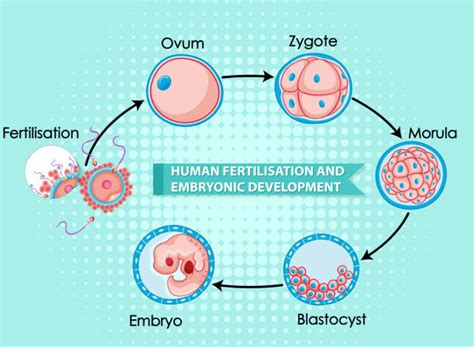 170 Female Reproductive System Diagram Background Stock Illustrations