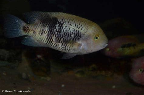 Chuco Intermedium Aquainfo