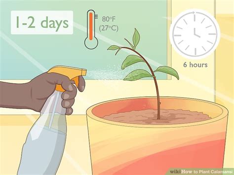 Easy Ways To Plant Calamansi 15 Steps With Pictures Wikihow