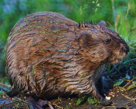 Muskrat Face