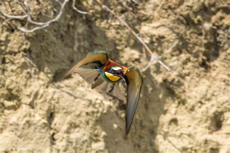 Do Honeyguide Birds Eat Bees Birdful