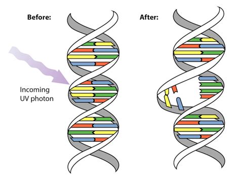 How Long Does Dna Stay On Clothes The Tech Interactive