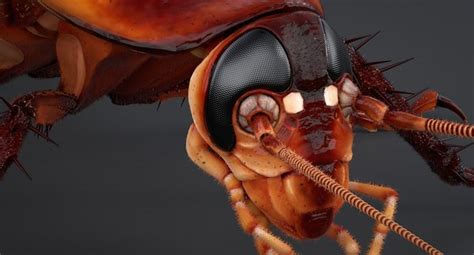 3d Model Realistic Cockroach Turbosquid 1321955