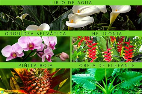 Flora Y Fauna De La Selva Peruana Y Sus Características Resumen E