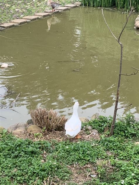 duck web object detection dataset and pre trained model by camp