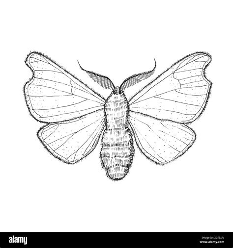 Butterfly Or Wild Moths Insects Mystical Symbol Or Entomological Of Freedom Engraved Hand