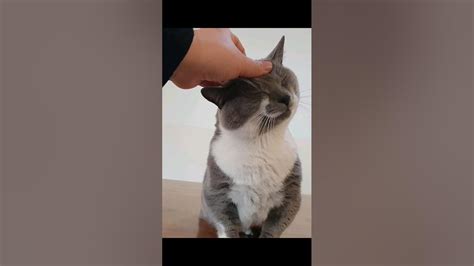 고양이 쓰다듬기 1인칭 시점 동달이형제 육지해삼 Youtube