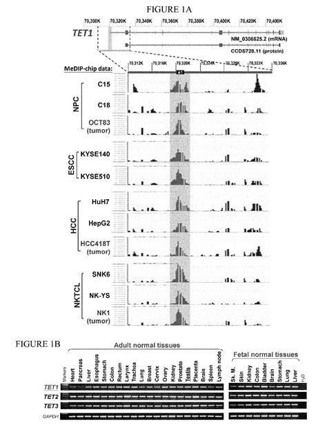 Tumor Suppressor Tet1 And Uses Thereof Eureka Patsnap