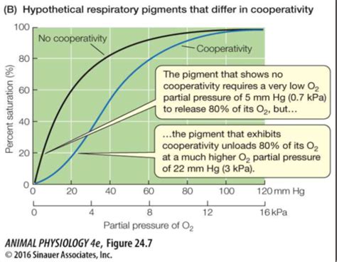 O2 Dissociation Curve Flashcards Quizlet