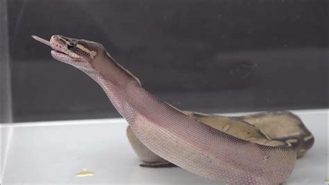 Highway Python Eats A Mouse Warning Live Feeding Youtube