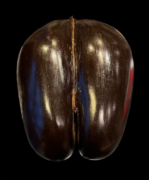 Proantic Large Coco De Mer Coco Fesse Seychelles Island 20th Ce