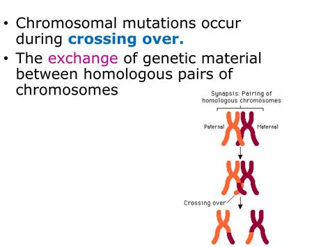 Ppt Karyotype And Chromosomal Mutation Notes Powerpoint Presentation
