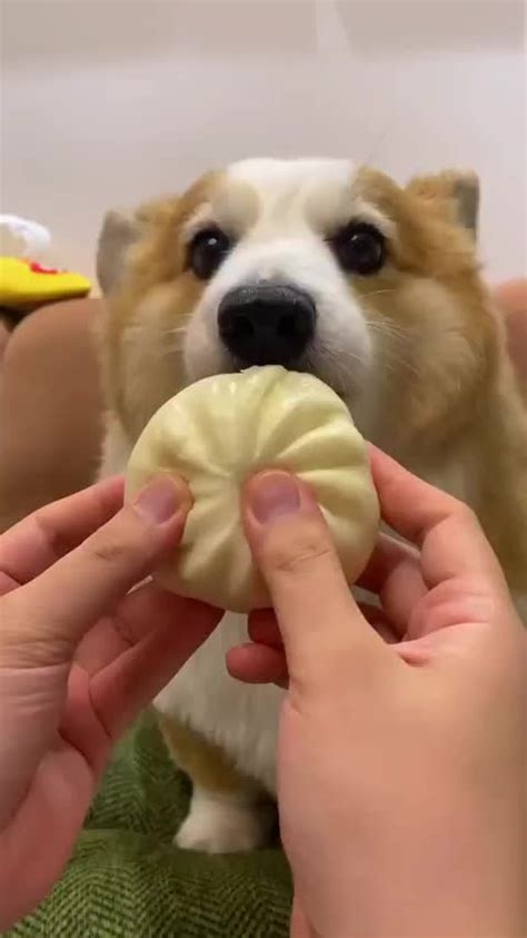 Pupper Takes The Softest Bites Album On Imgur