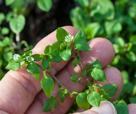 How To Get Rid Of Chickweed Quick Tips For This Weed Homes And Gardens