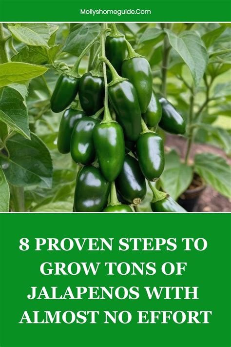 Planting Jalapeno Seeds 9 Tips For Growing Jalapeños How To Grow