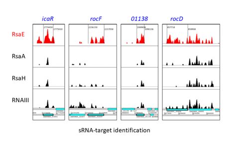 Page Equipe Bouloc Institute For Integrative Biology Of The Cell