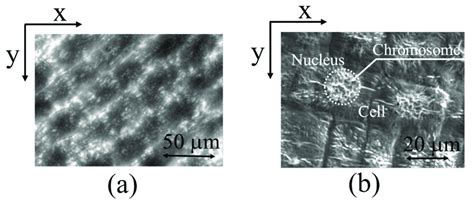 Cell Of Garlic Root A Cell Image By Optical Microscope B Cell Download Scientific Diagram