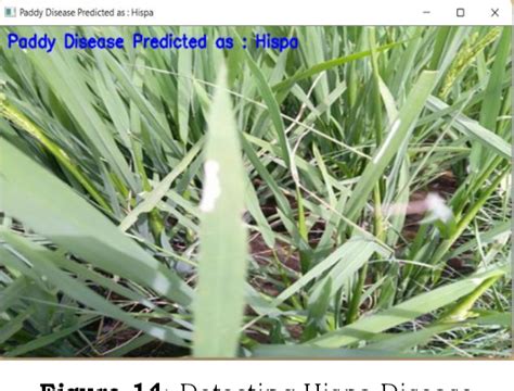 Figure 14 From Paddy Crop Disease Detection Using Deep Learning