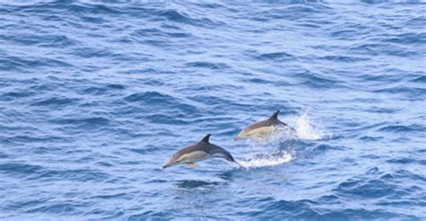 The Joint Cetacean Data Programme Maximising The Value Of Cetacean Survey Data