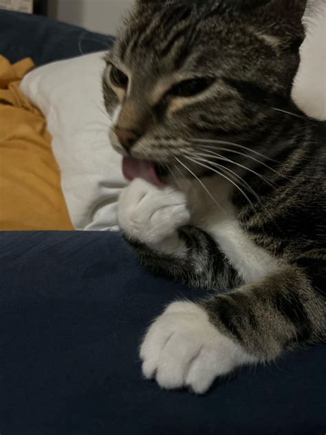 Fat Cat Lick Rchonkers