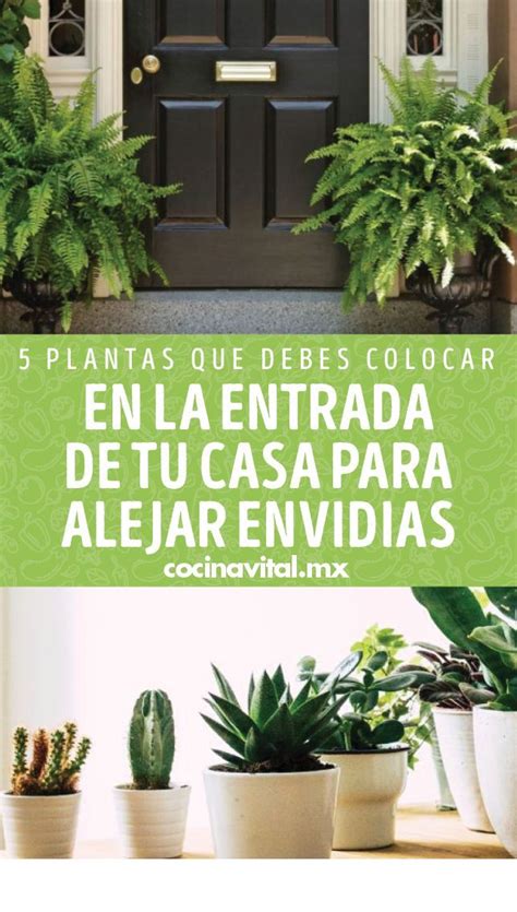 5 Plantas Que Debes Colocar En La Entrada De Tu Casa Para Alejar