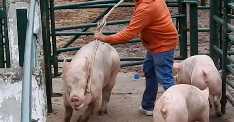 Heartbreaking! Viral Video Shows Pig Trying to Save Friend From Slaughter - Mercy For Animals