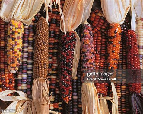 Corn Varieties Photos And Premium High Res Pictures Getty Images