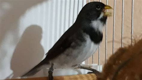 Esquente Seu Colerinho Com Esse Canto Youtube