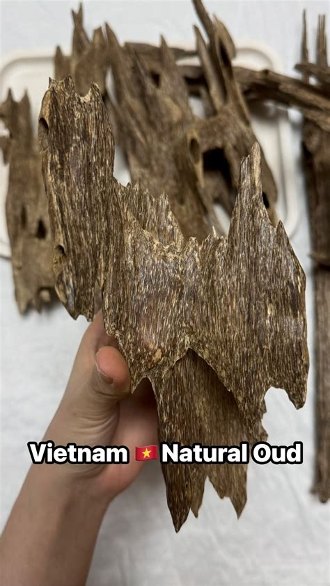 A Wild Ant Agarwood Kien Oud Royal Agarwood Moc Tram Facebook