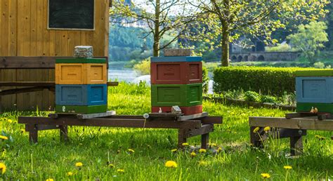 Free Picture Summer Beehive Nature Wood Bee Grass Apiary