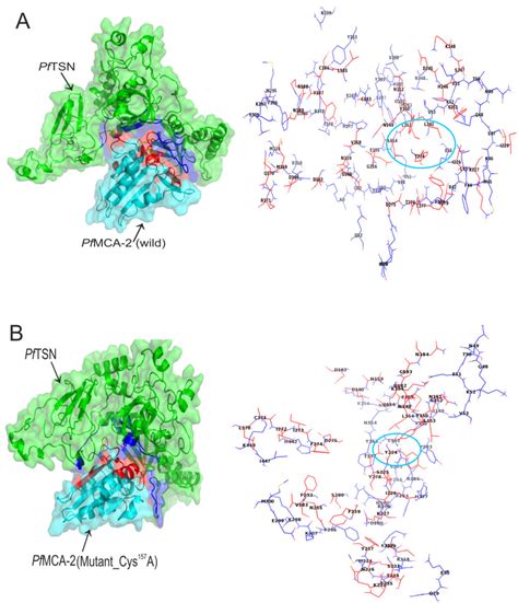 protein protein docking analysis for pfmca 2 wild and mutant s with download scientific