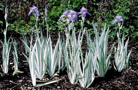 Iris Albo Variegata 15 Pce De Vroomen Us