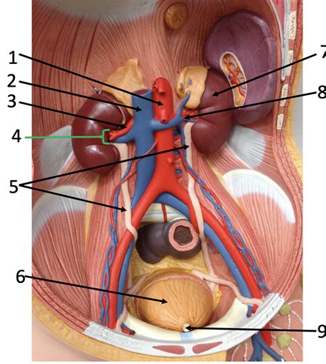 Urinary System Torso Model View Diagram Quizlet