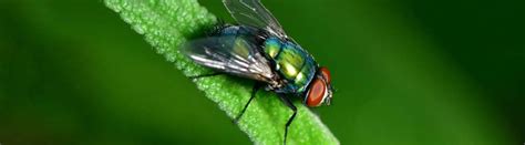 10 Fun Fly Facts About These Tiny Creatures