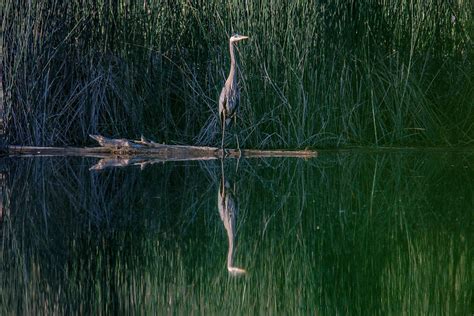 Information On Utah Wildlife Utah Guide
