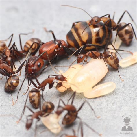 臭巨山蟻camponotus Habereri Ant Catcher Studio