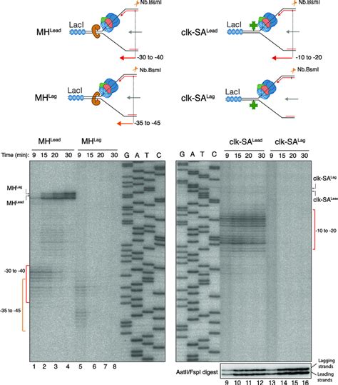 Replication Fork Dynamics At Different Dpcs In Xenopus Egg Extracts