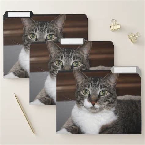 Cat Looking At You Pet Tabby Cat Face Photo File Folder Zazzle