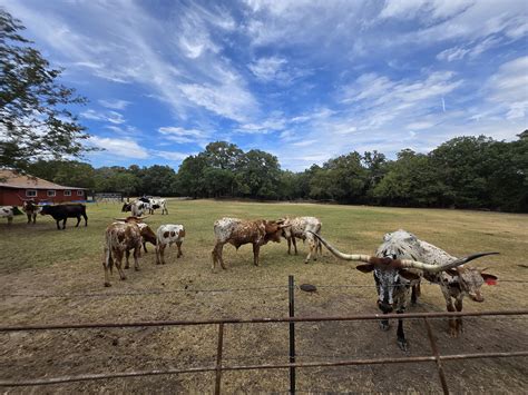 Flying C3 Longhorns Premium Texas Longhorn Cattle Ranch