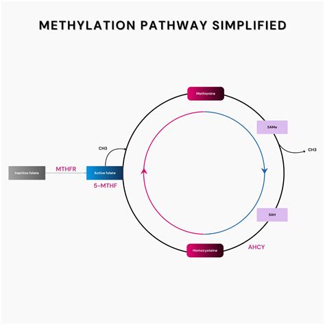 Mthfr Gene Mutations Explained Symptoms Risks And Testing Guide
