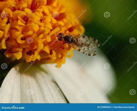 Close Up Of A Hoverfly On A Flower With Black And White Pattern On Its Wings Stock Image Image