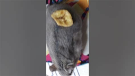 햄찌사진 모음집 3 Youtube