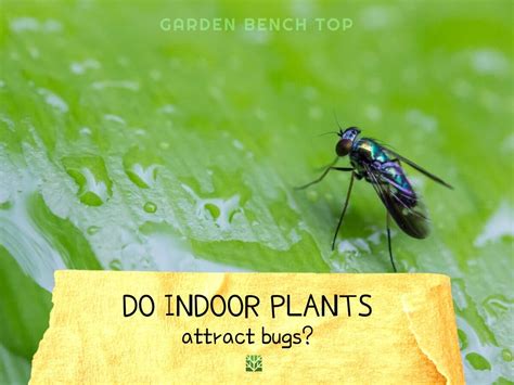 Do Indoor Plants Attract Bugs Reasons How To Avoid