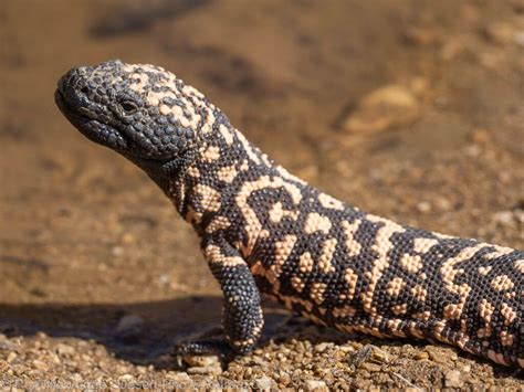 Gila Monster Wallpapers Top Free Gila Monster Backgrounds