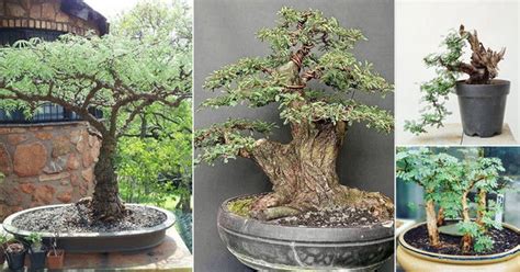 20 Best Acacia Bonsai Pictures Balcony Garden Web