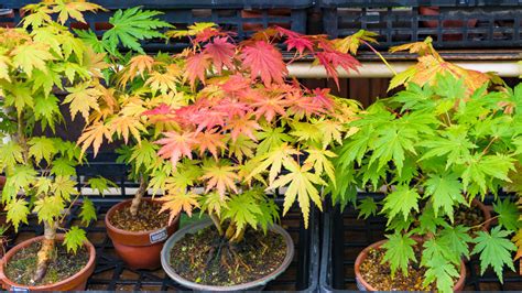 Choosing Pre Bonsai 3 Tips For Picking A Quality Tree Bonsai Made Simple